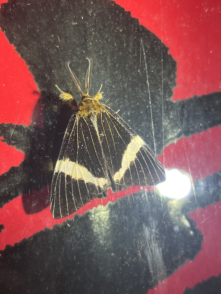 Numenes disparilis from 龙泉市, 丽水市, 浙江省, CN on June 12, 2023 at 11:20 PM ...