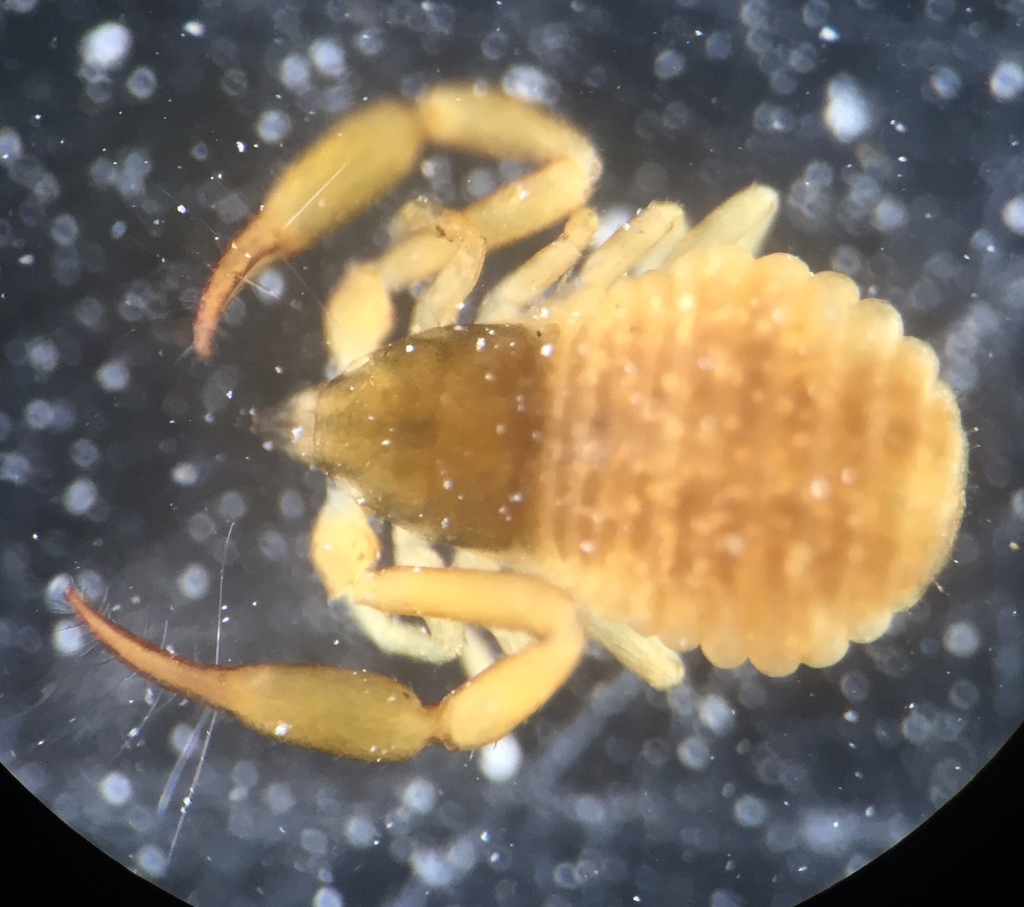 Cheliferidae from 78840, Del Rio, TX, US on September 30, 2018 at 04:10 ...
