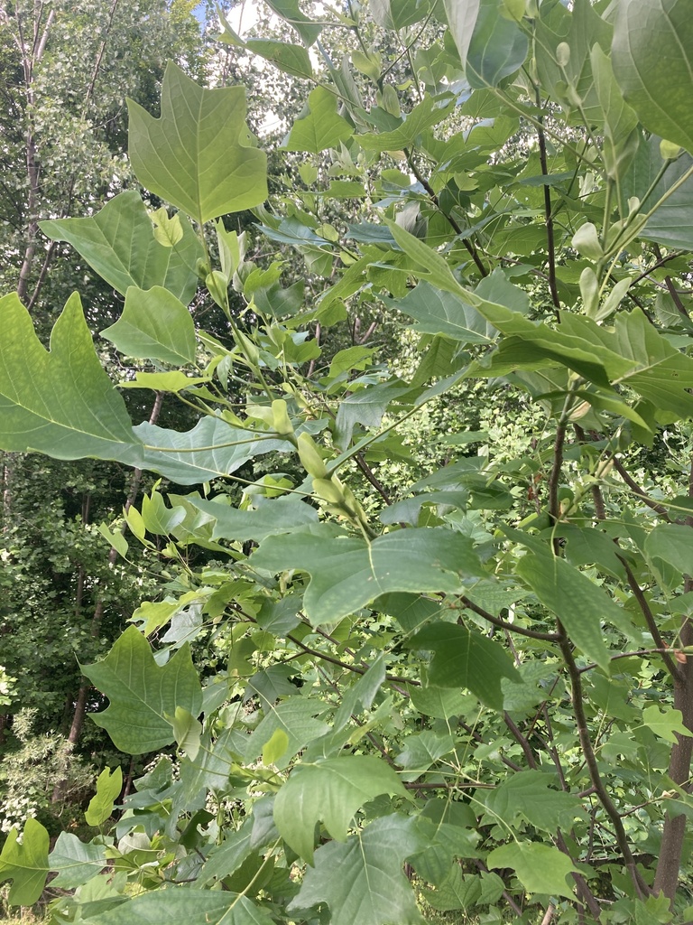 tulip tree from Denison University, Granville, OH, US on June 12, 2023 ...