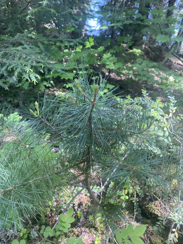 western white pine from Zigzag Ranger Station, Estacada, OR, US on June ...