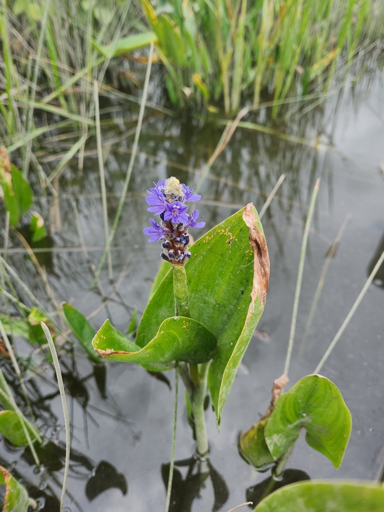 pickerelweed from Nanjemoy, MD 20662, USA on June 12, 2023 at 12:25 PM ...