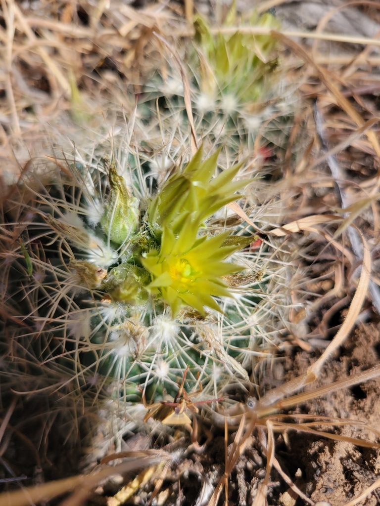 Missouri Foxtail Cactus from Whitewater, CO 81527, USA on June 12, 2023 ...