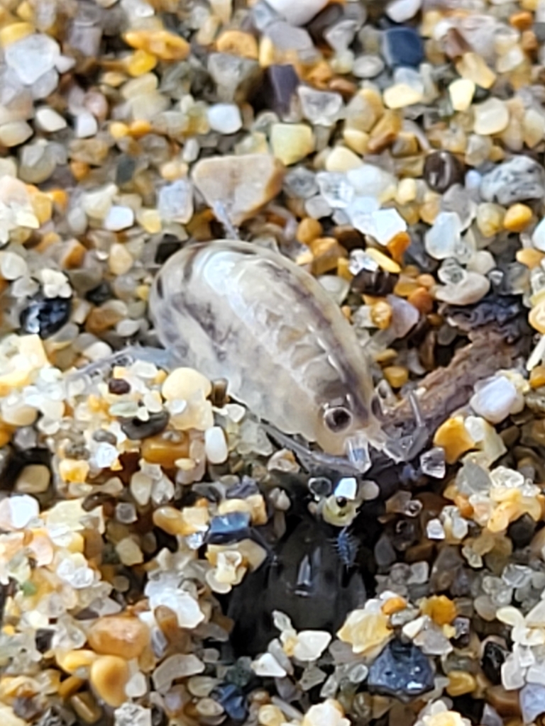Wide-footed Sand Hopper from Lefkimmi 490 80, Griechenland on June 12 ...
