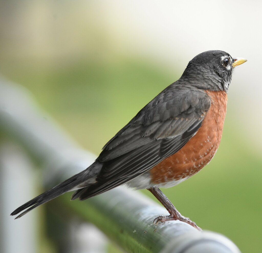 American Robin from Towson, MD, USA on June 12, 2023 at 12:30 PM by Joe ...
