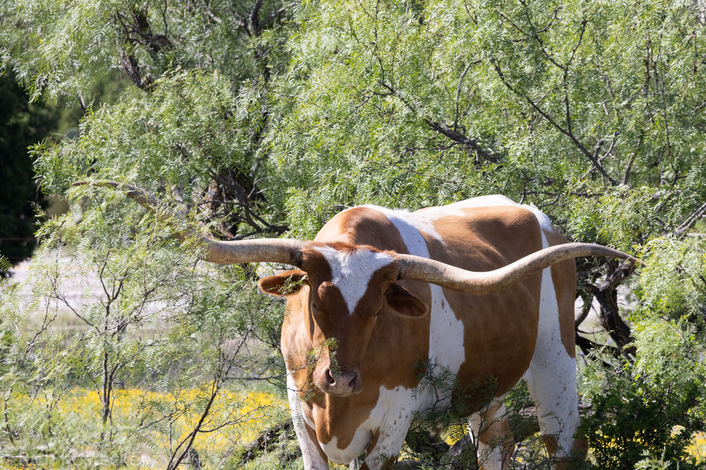 Domestic Cattle from Sutton County, TX, USA on June 8, 2023 at 10:07 AM ...