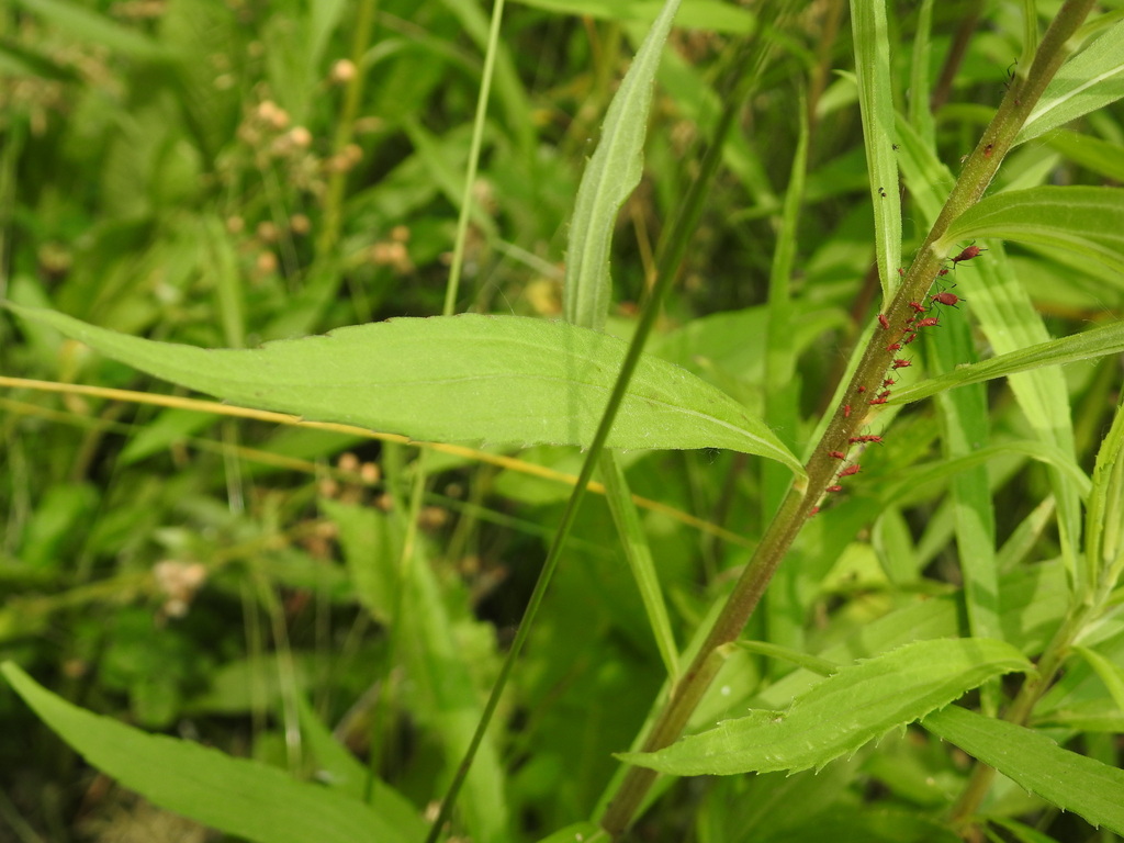 goldenrods in June 2023 by Donna J. Parry. Covered in aphids ...