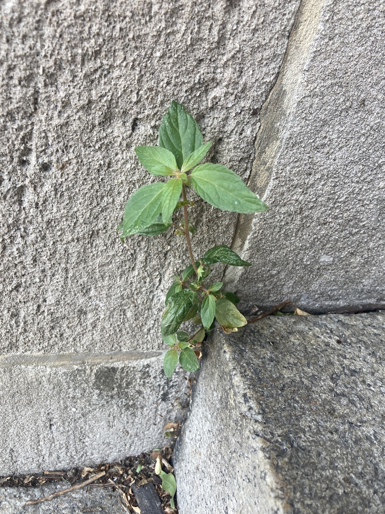 common copperleaf from W University Pkwy, Baltimore, MD, US on June 11 ...
