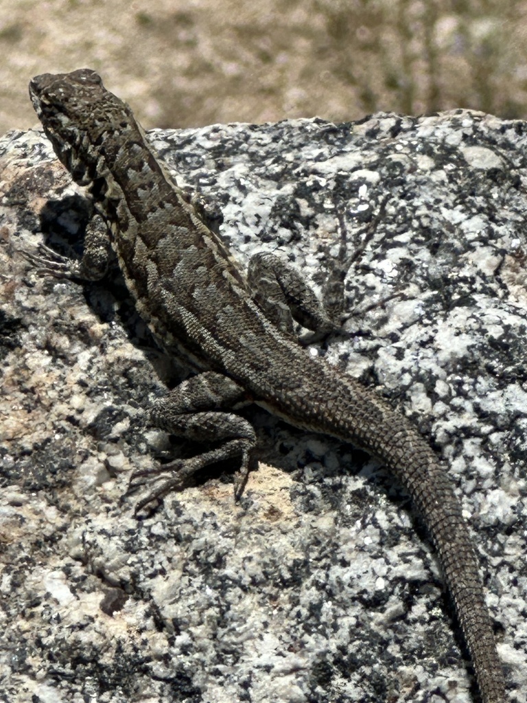 Western Side-blotched Lizard (Uta stansburiana elegans) - Snakes and ...