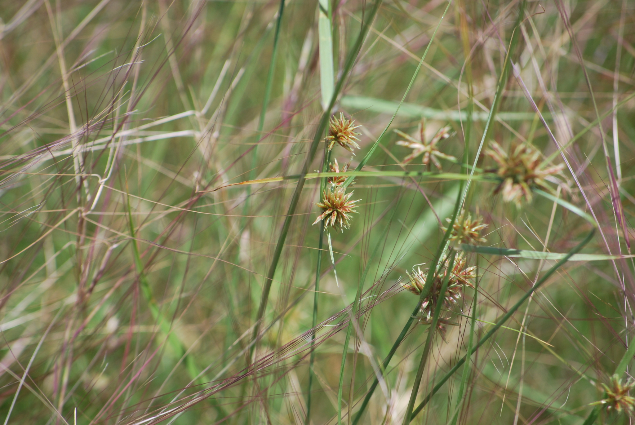 Cyperus retroflexus Buckley