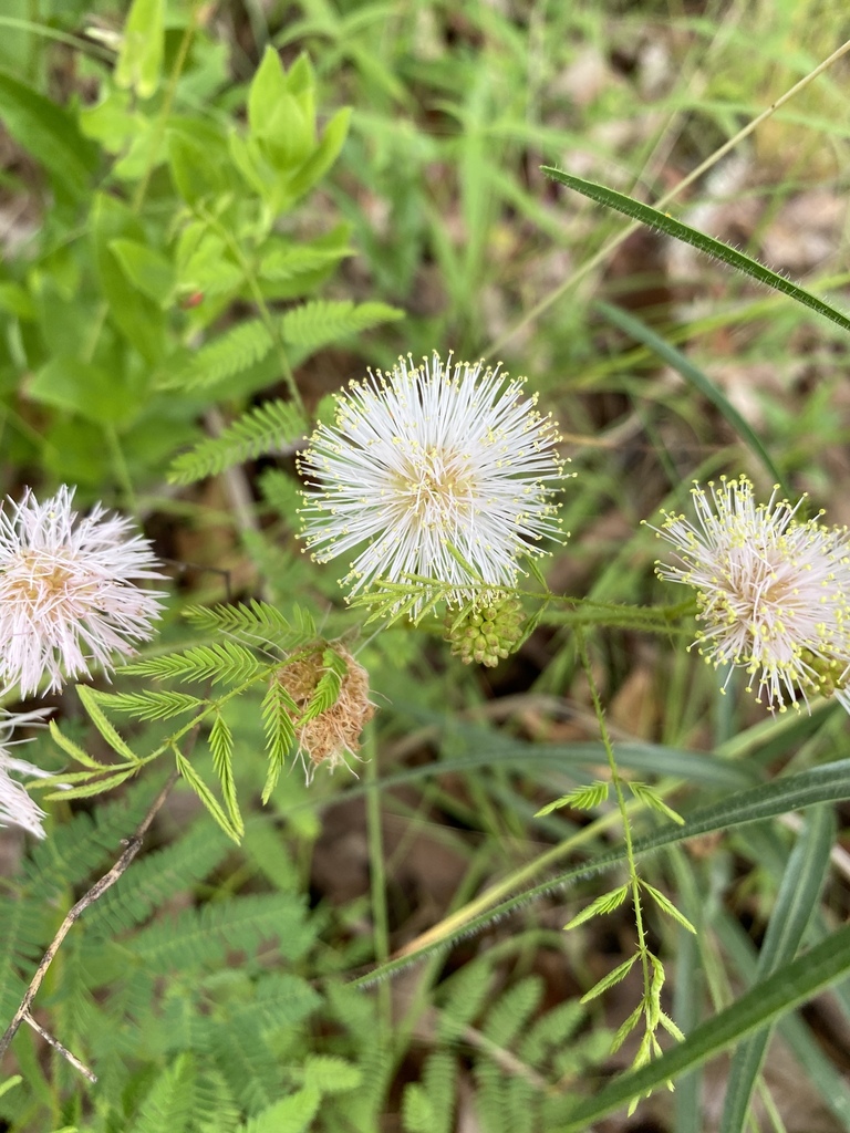 Catclaw Briar from Laclede County, MO, USA on June 11, 2023 at 04:54 PM ...