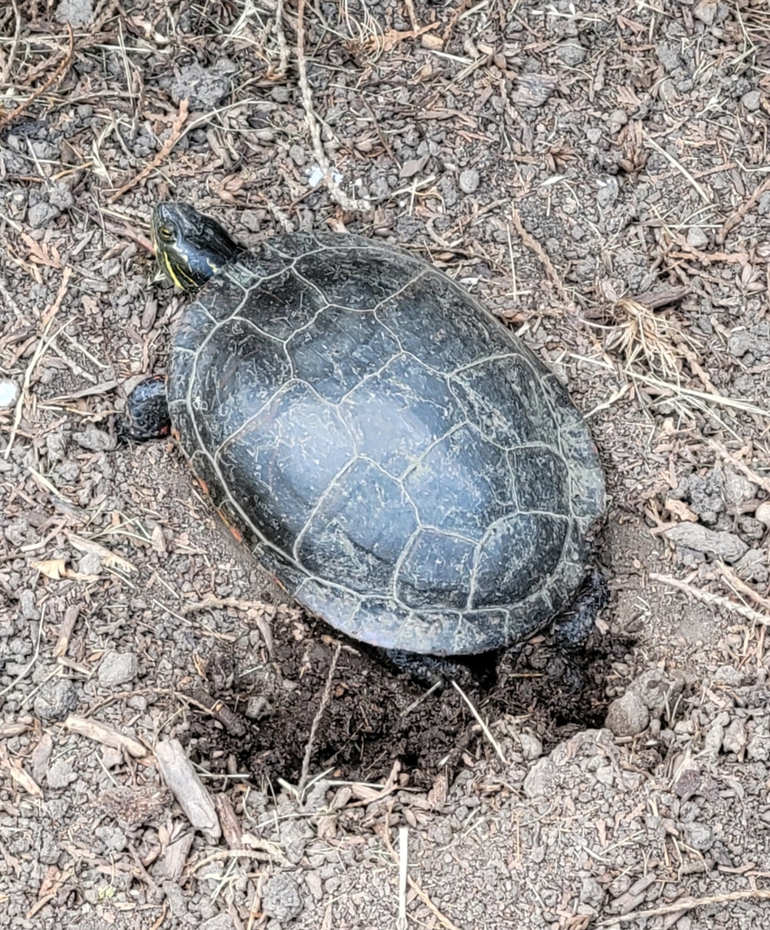 Painted Turtle from Nakoma & Huron (EB), Madison, WI 53711, USA on June ...