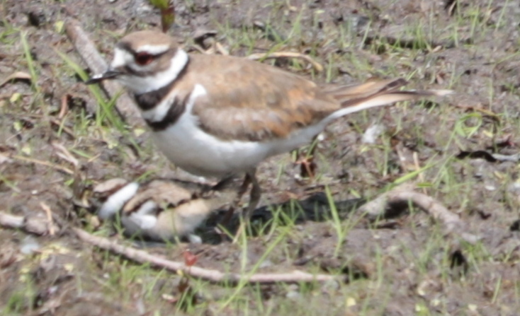 Killdeer from Tracy Rd, South Hero, VT 05486, United States on June 11 ...