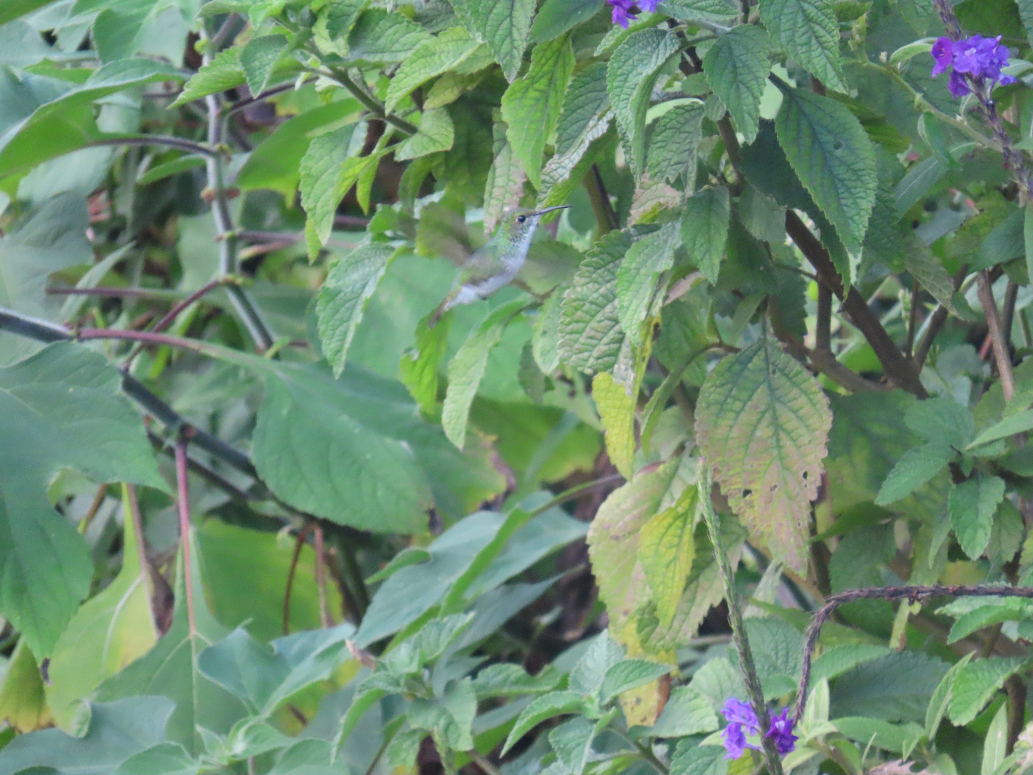 Microchera Gould, 1858