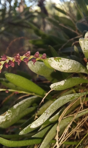 (Stelis rufobrunnea)