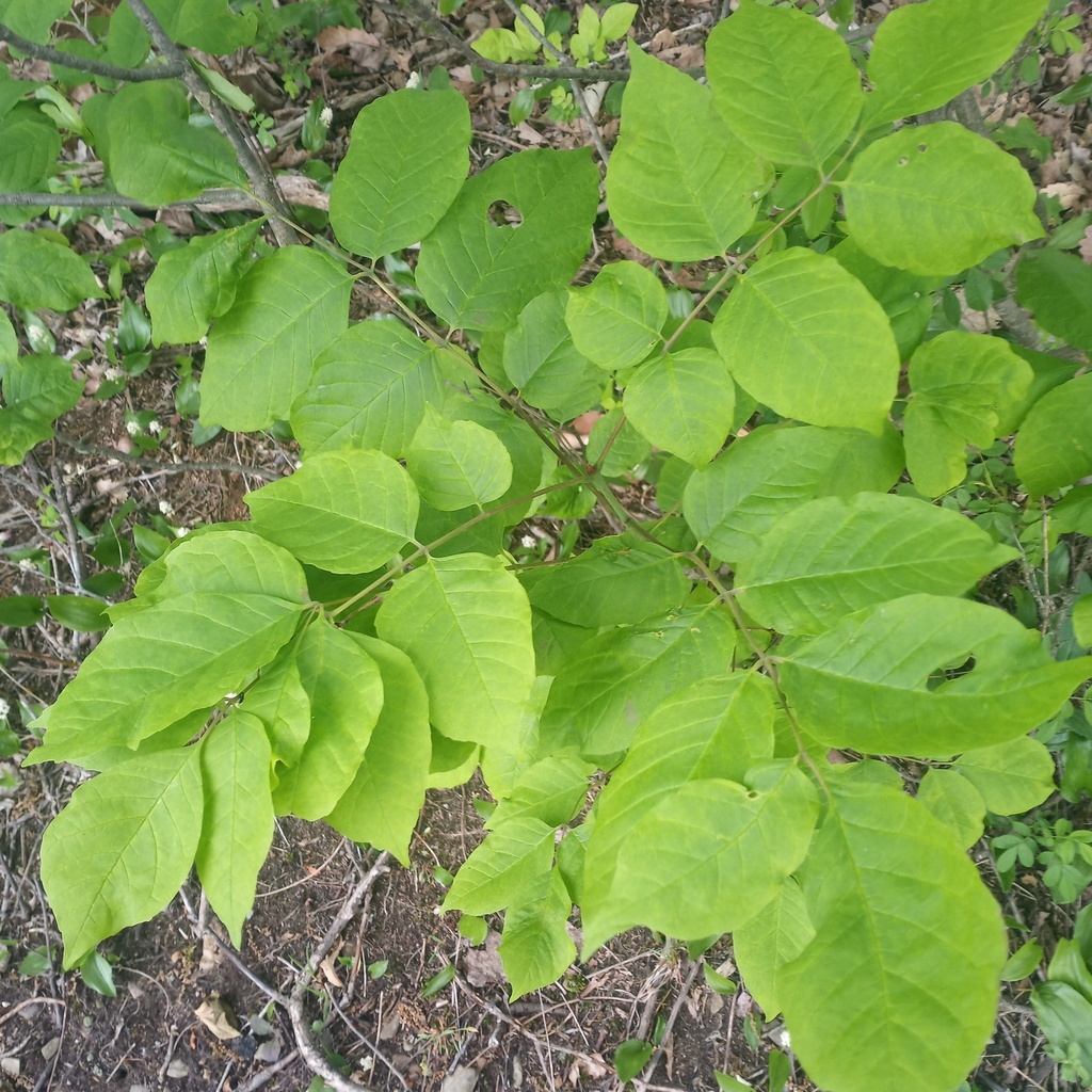 white ash from Garrett County, MD, USA on June 9, 2023 at 10:17 AM by ...