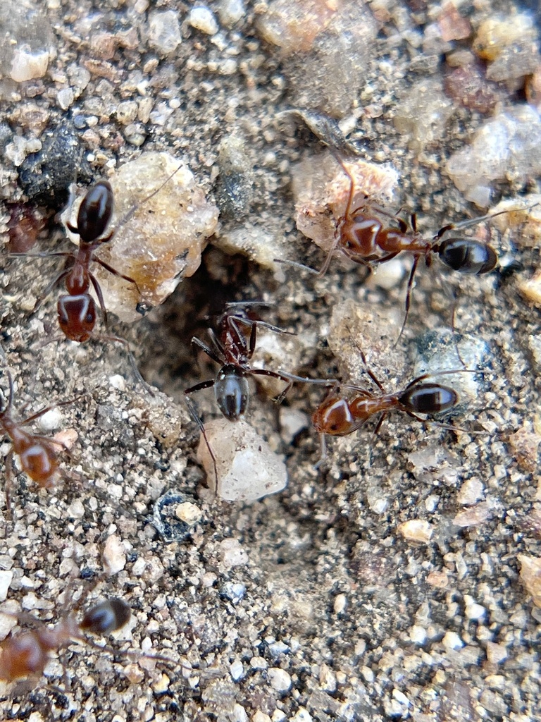 Bicolored Pyramid Ant from Cuyamaca Rancho State Park, Descanso, CA, US ...