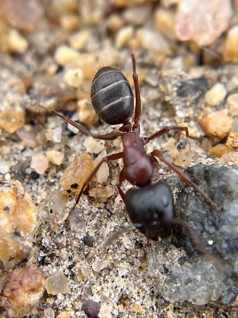 Camponotus anthrax from Cuyamaca Rancho State Park, Descanso, CA, US on ...