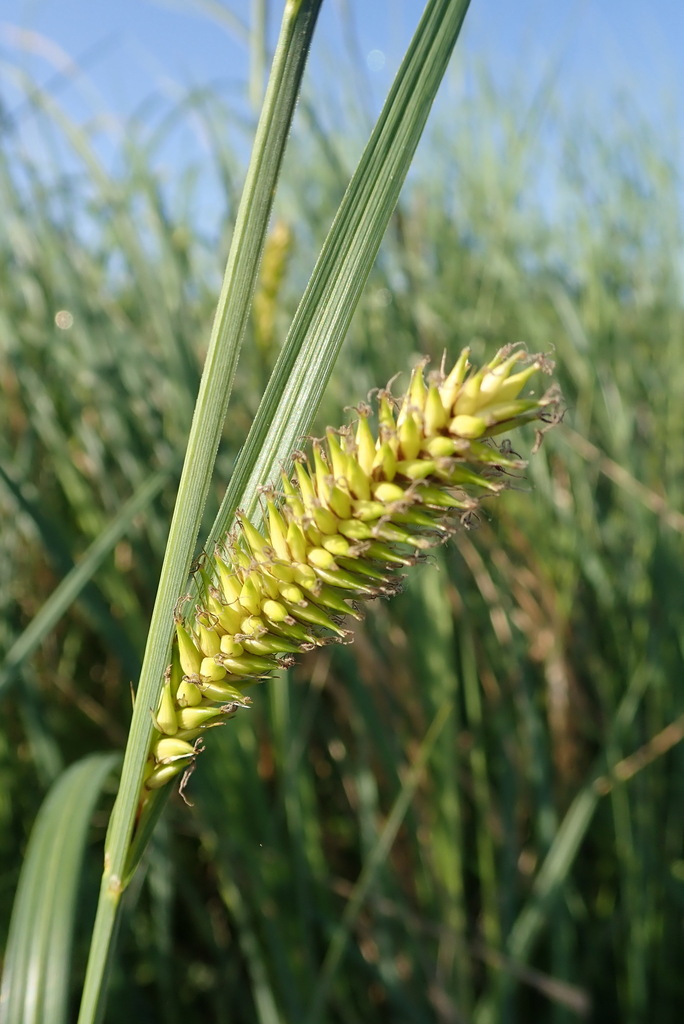 lake sedge from Kenora District, ON, Canada on June 11, 2023 at 08:38 ...