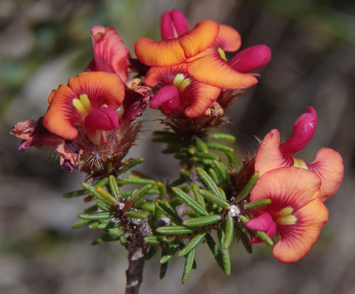 Jennata ericifolia · iNaturalist