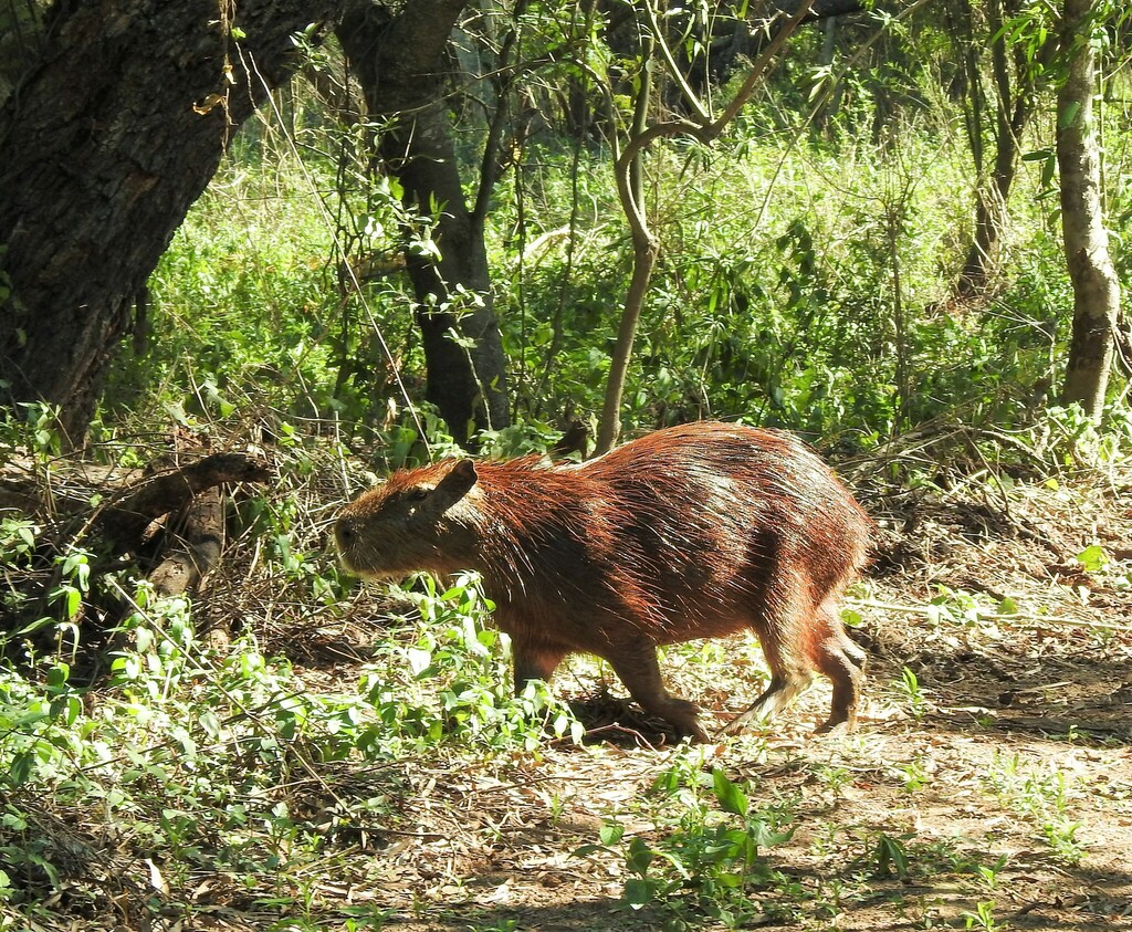 Capybara from Santa Fe, Argentina on April 29, 2023 at 12:52 PM by Ma ...