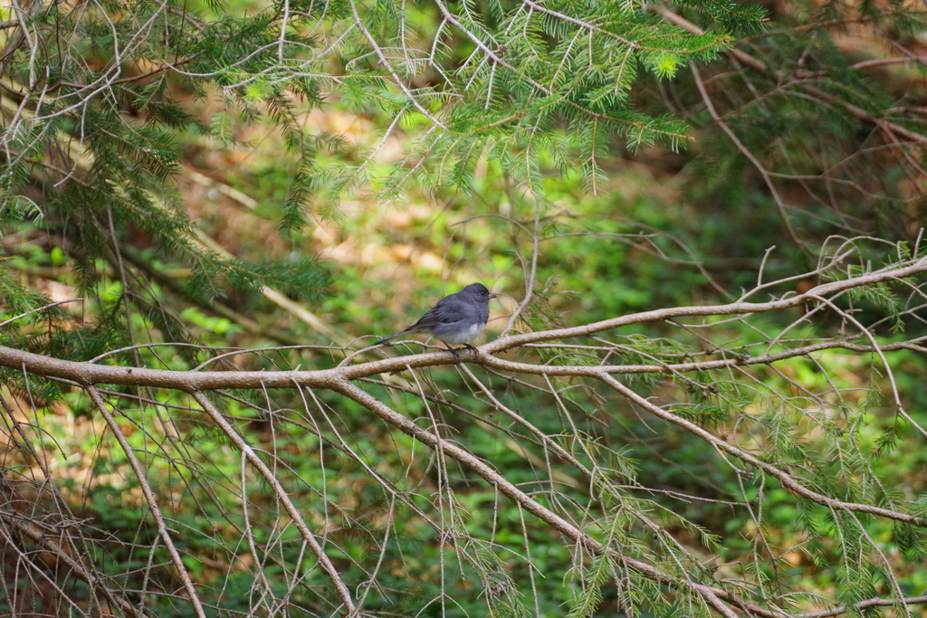 Carolina Junco (Junco hyemalis carolinensis) - Avian Discovery