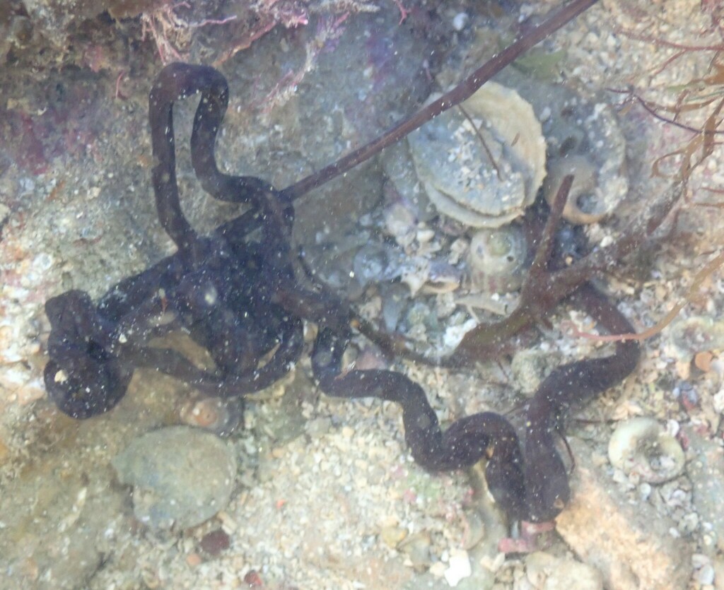 Bootlace Worm from Ecrehous, Jersey on May 28, 2023 at 08:53 PM by ...