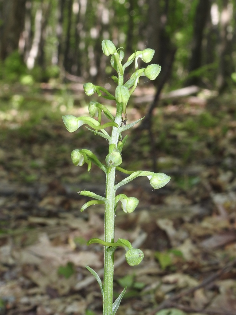 Round-leaved Bog Orchid in June 2023 by Josh Emm · iNaturalist