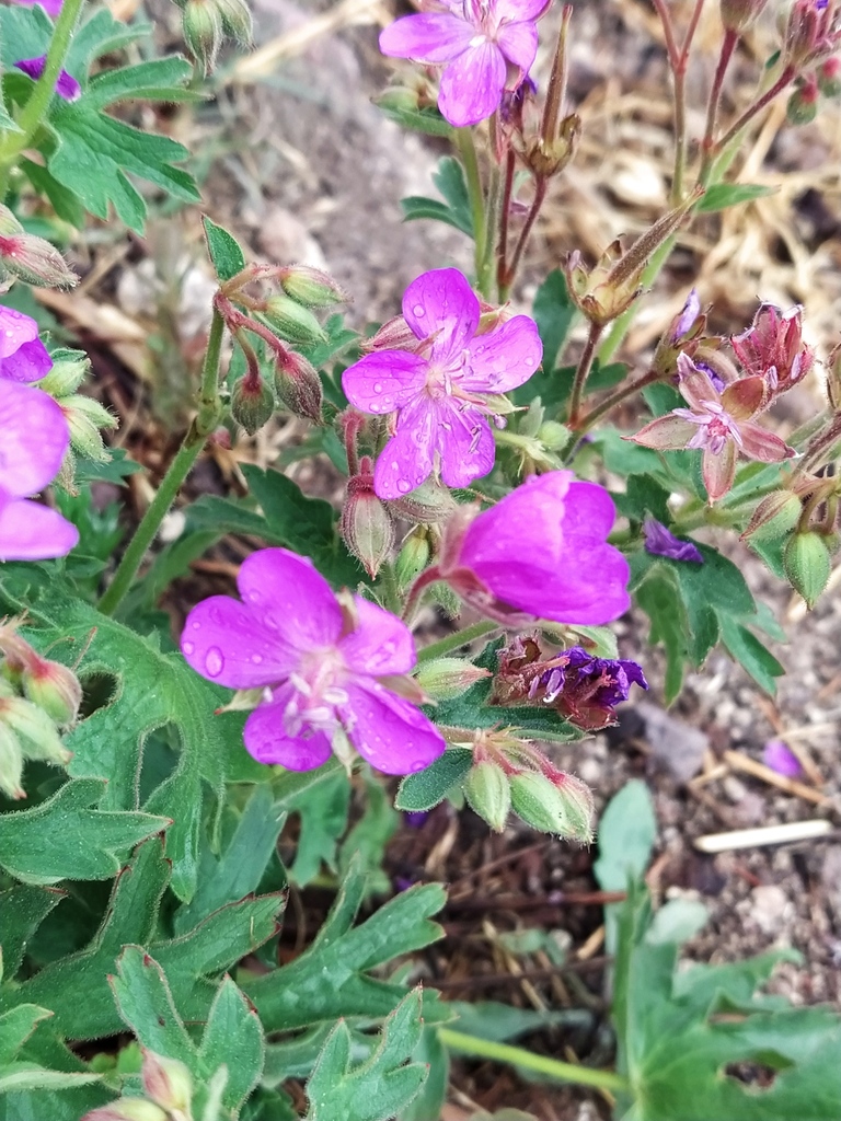 pinewoods geranium from Guachochi, Chih., México on June 2, 2022 at 02: ...