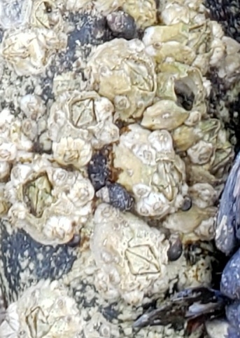 Pacific Acorn Barnacle from Camano, WA, USA on June 10, 2023 at 04:57 ...