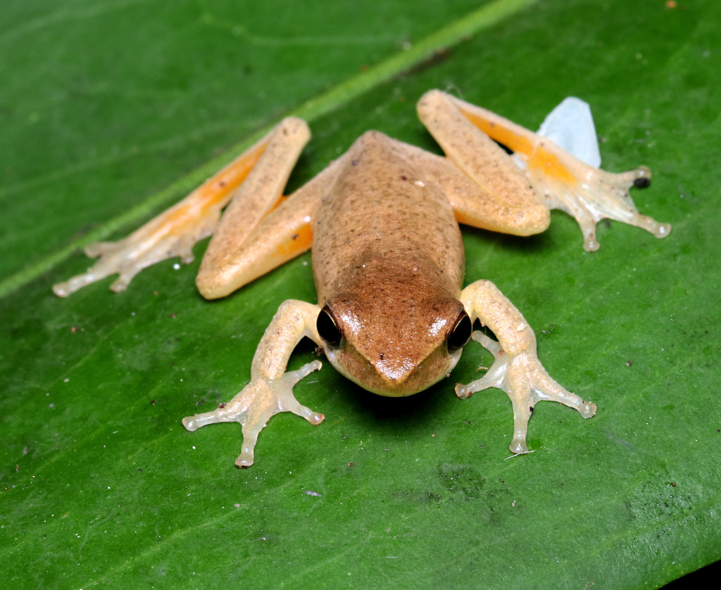 Eastern Dwarf Tree Frog in May 2023 by juliegraham173 · iNaturalist
