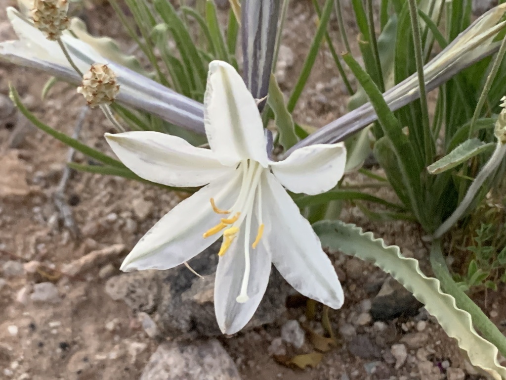 desert lily (Hesperocallis undulata) - Botanical Realm