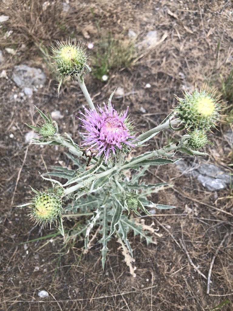 wavyleaf thistle from Uinta-Wasatch-Cache National Forest, Logan, UT ...