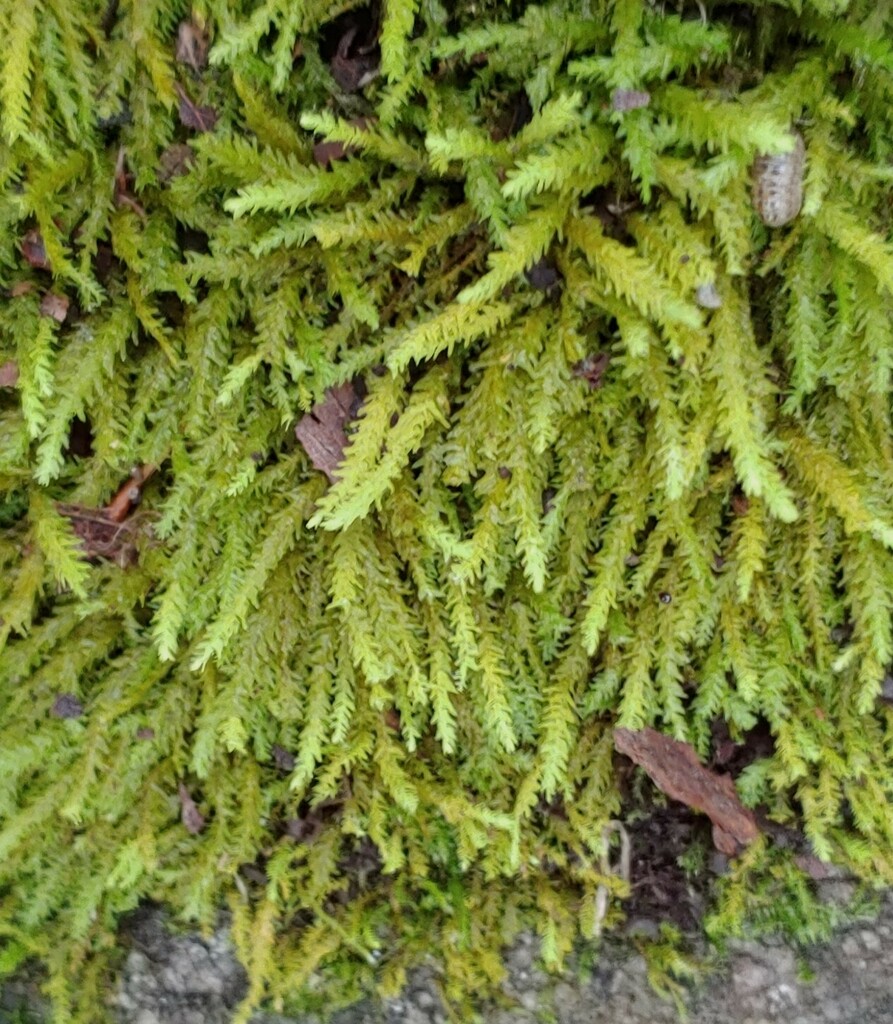 tree-skirt moss from Dekalb County, GA, USA on June 12, 2023 at 12:17 ...