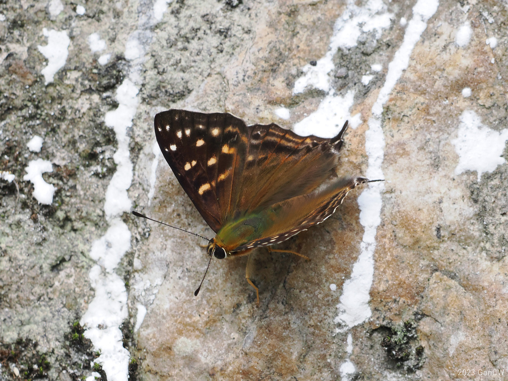 Tailed Punch from Tingtibi, Zhemgang, Bhutan on June 1, 2023 at 10:38 ...