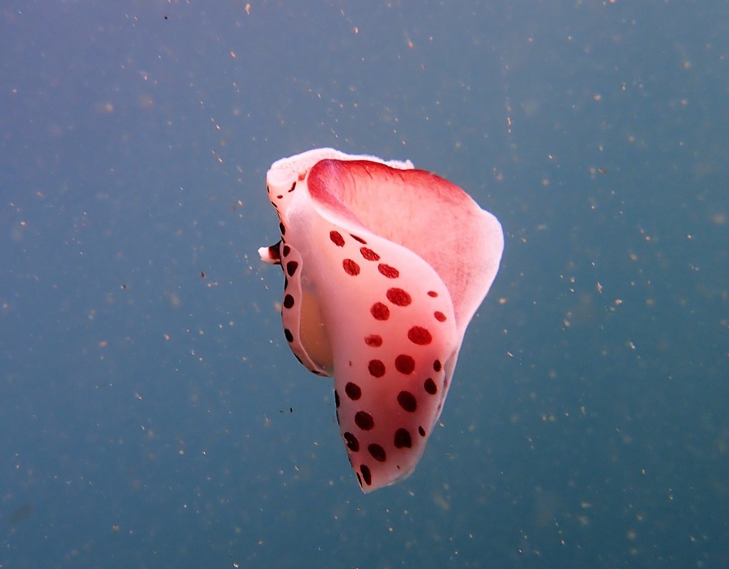 Moon-headed Sidegill Slug (Southern African Sea Slugs - Nudibranchs ...