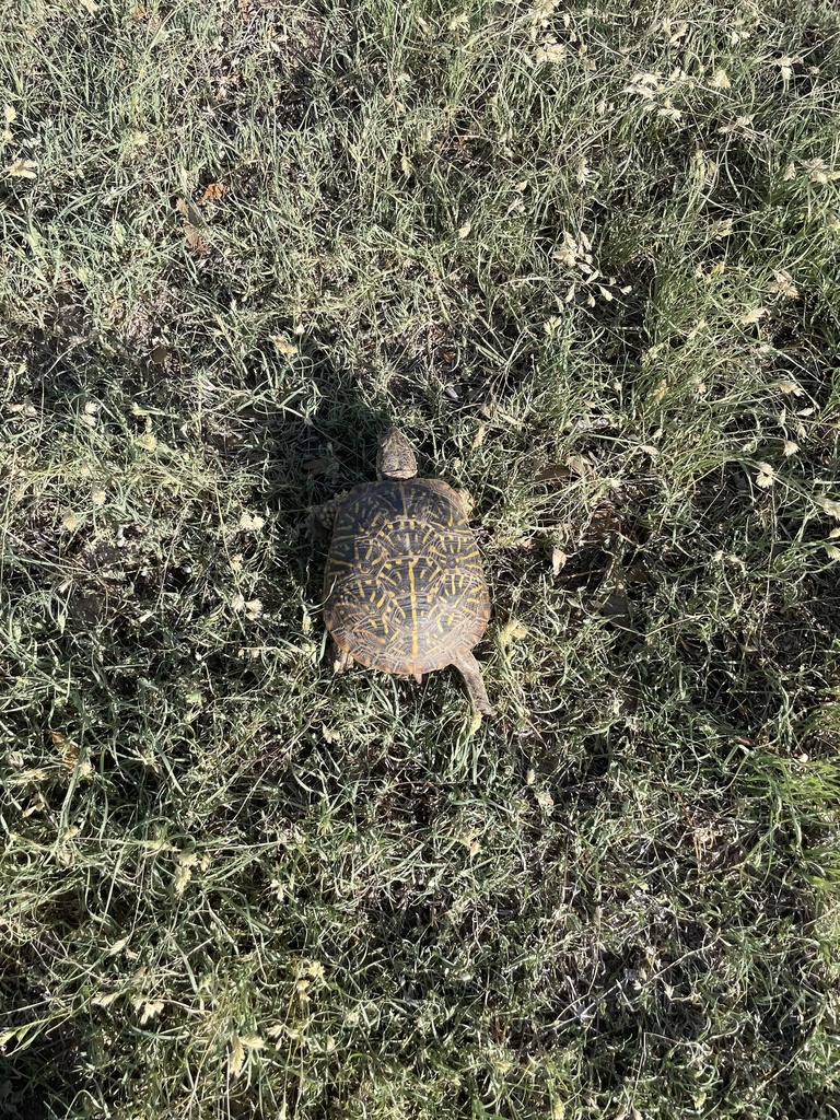 Ornate Box Turtle in June 2023 by jennyrosz · iNaturalist