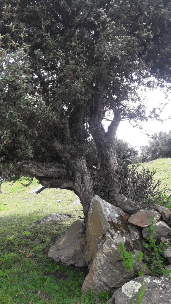 (Polylepis microphylla) - Botanical Realm