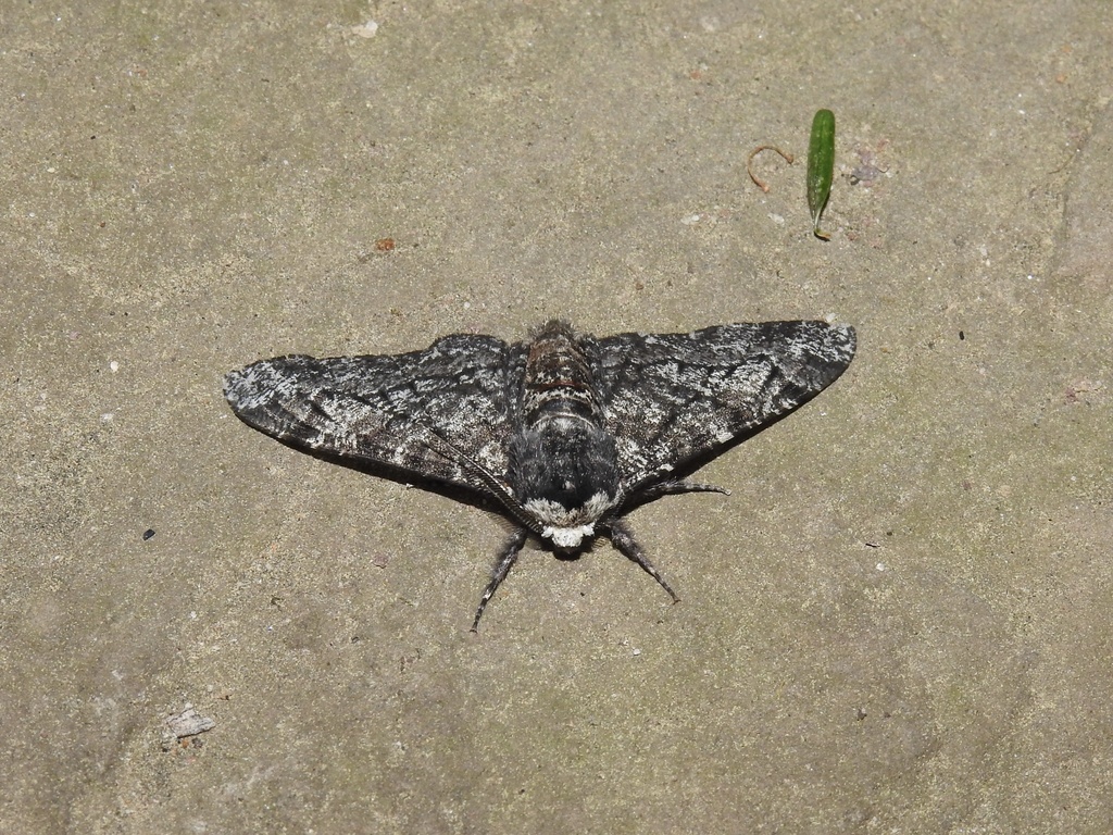 Peppered Moth in June 2023 by Josh Emm · iNaturalist