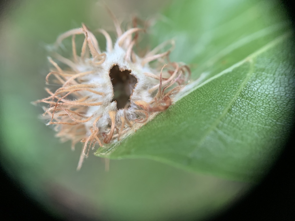 Gall and Forest Midges from The Morton Arboretum, Lisle, IL, US on June ...