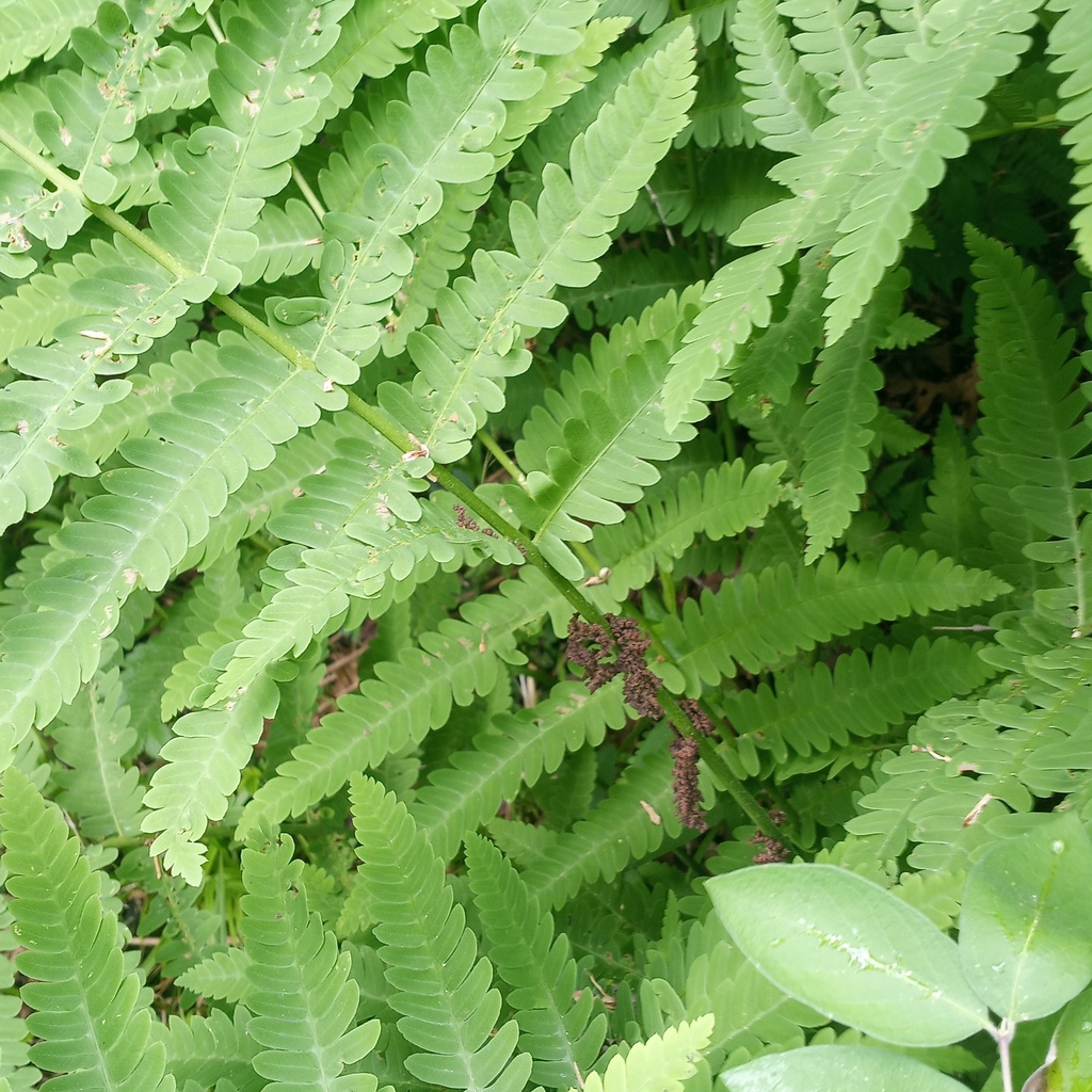 interrupted fern from Garrett County, MD, USA on June 9, 2023 at 01:53 ...