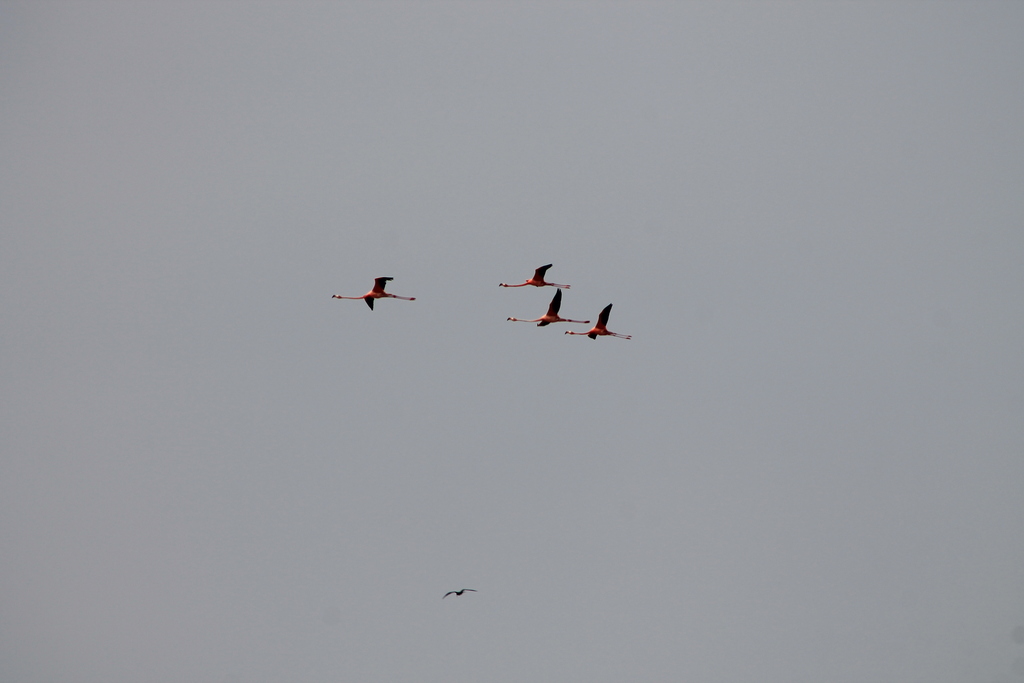 American Flamingo from Telchac Puerto, MX-YU, MX on April 24, 2023 at ...