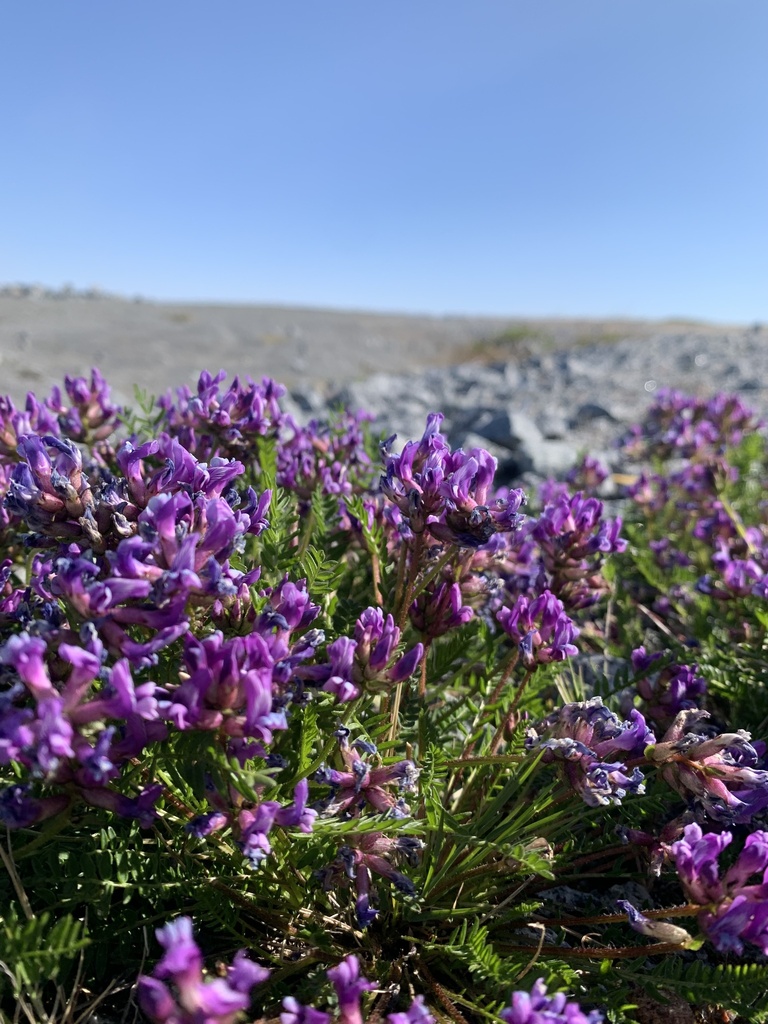 Locoweed from Region 6, Unorganized, NT, CA on June 12, 2023 at 04:44 ...