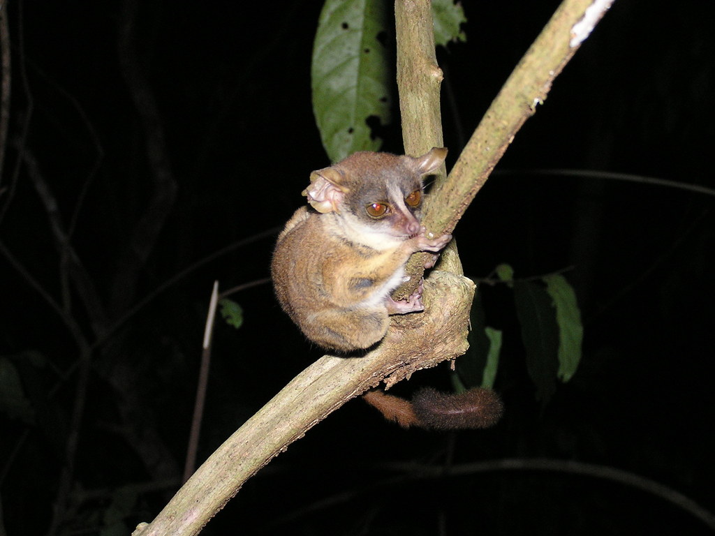 Rondo Bushbaby (Paragalago rondoensis) - Know Your Mammals