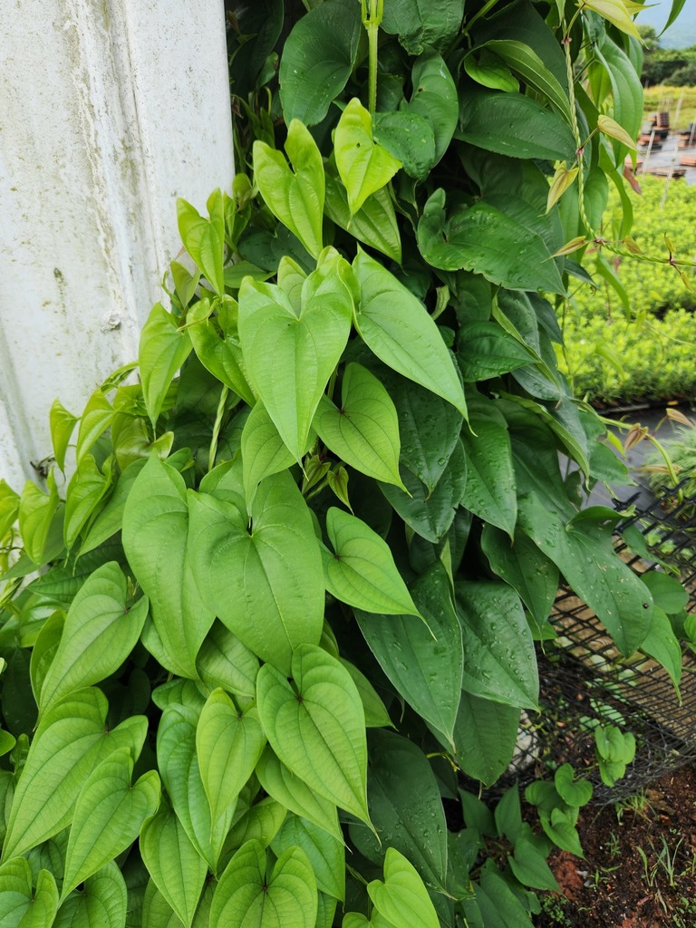 Chinese yam from 台灣新北市 on June 11, 2023 at 07:29 AM by 胡正恆(Jackson Hu ...