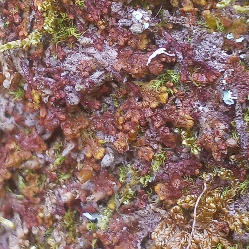 Ptilidium from Garrett County, MD, USA on June 9, 2023 at 02:15 PM by ...