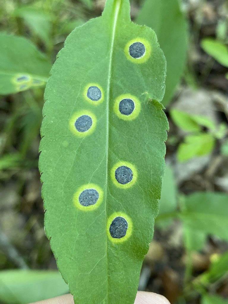 Asteromyia in June 2023 by Jim Oehmke · iNaturalist