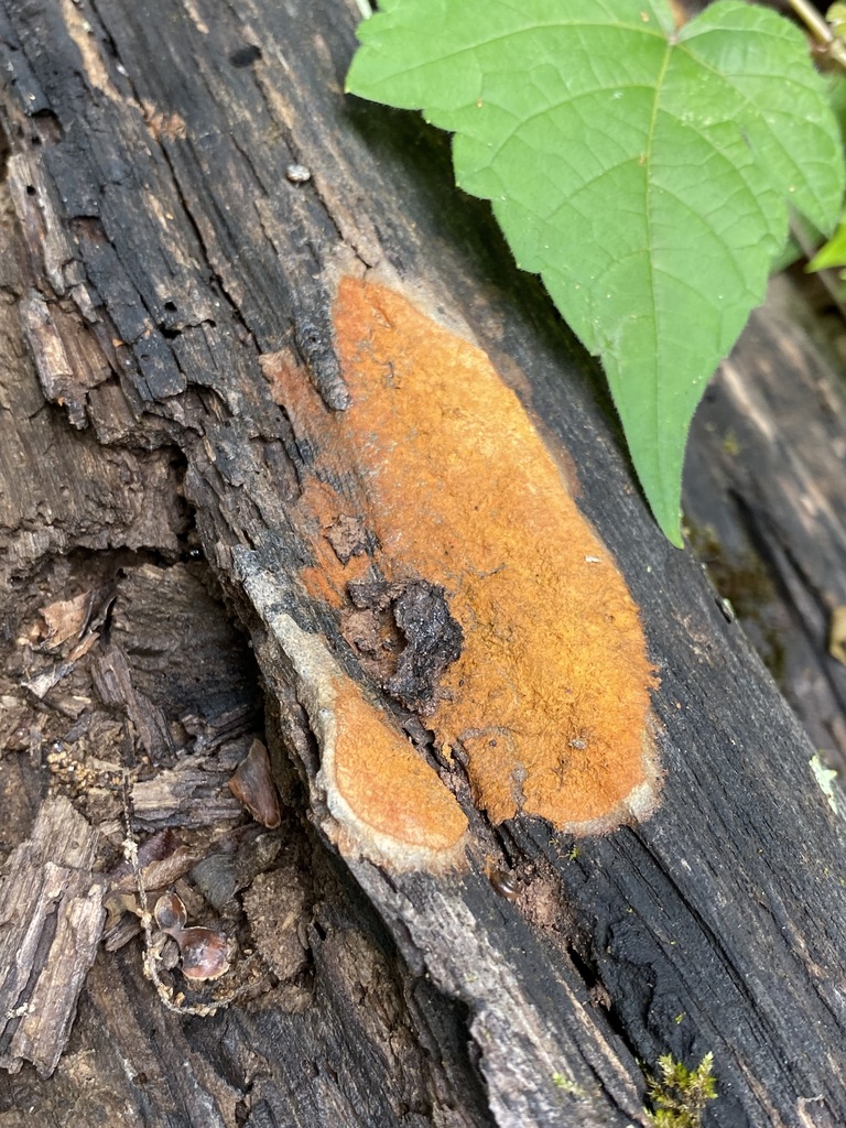 Dog Vomit Slime Mold in June 2023 by Jim Oehmke · iNaturalist