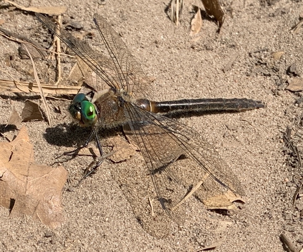 American Emerald from East Bethel, MN, US on June 11, 2023 at 09:13 AM ...