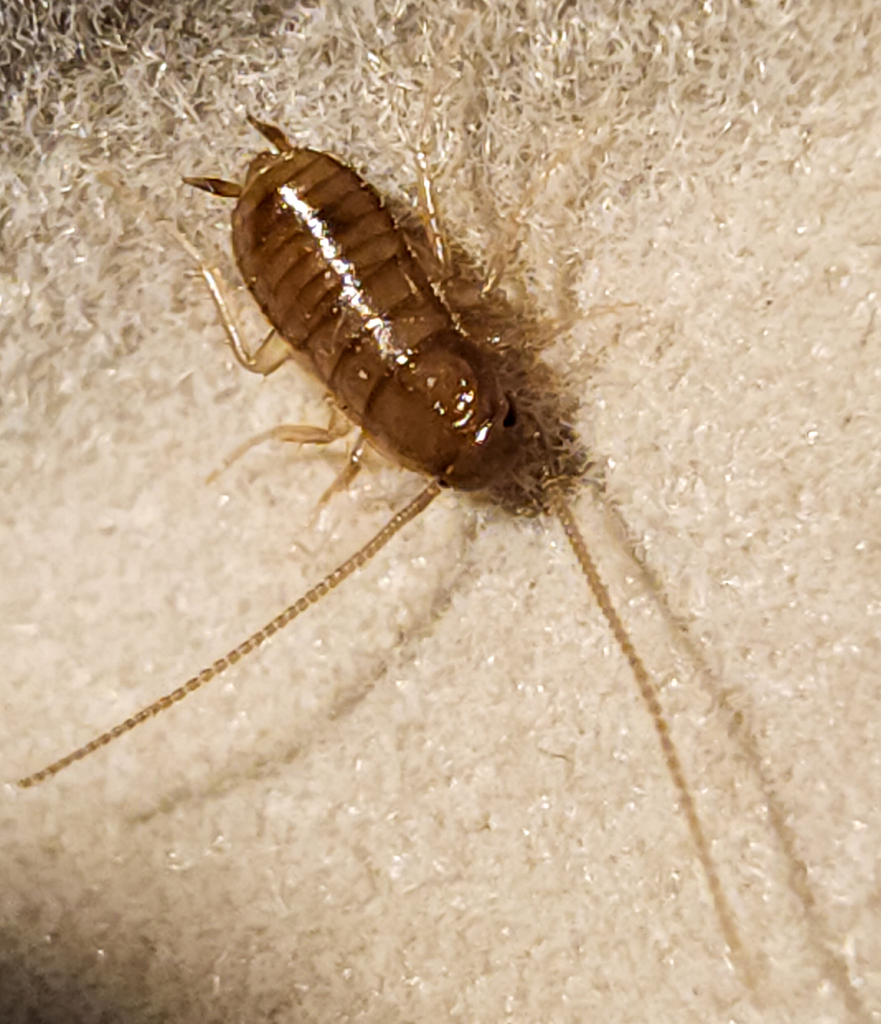 Smoky Brown Cockroach in June 2023 by grinnin. Series with antennae ...