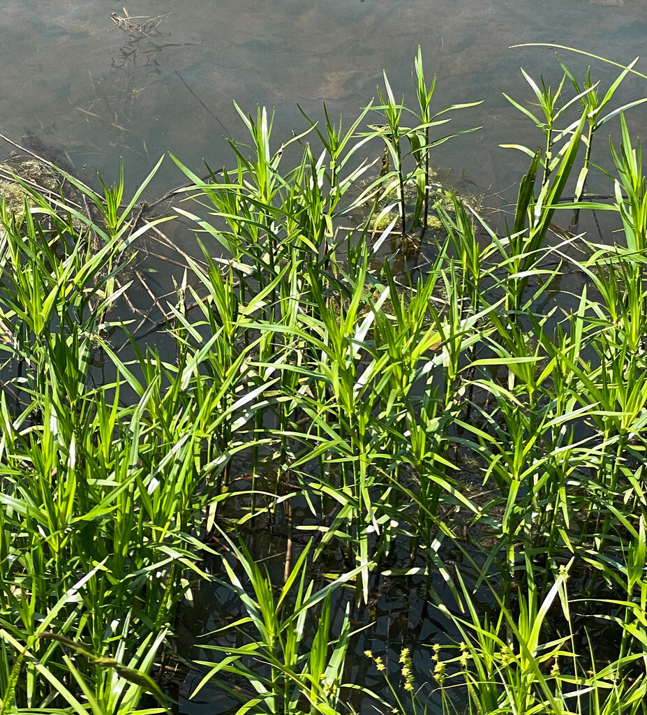 Three-way Sedge in June 2023 by johnbotany · iNaturalist